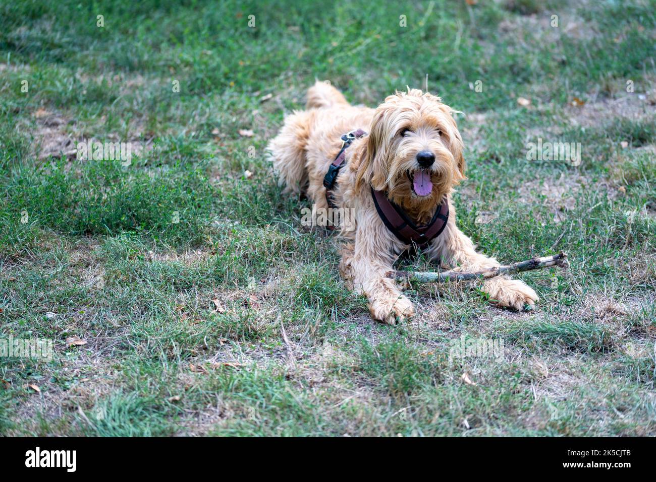 Dog with stick Banque de photographies et d’images à haute résolution ...
