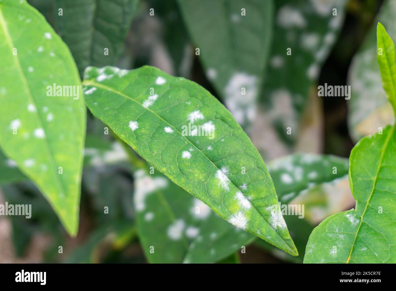 Moisissure poudreuse sur les feuilles de Phlox de jardin en gros plan ...