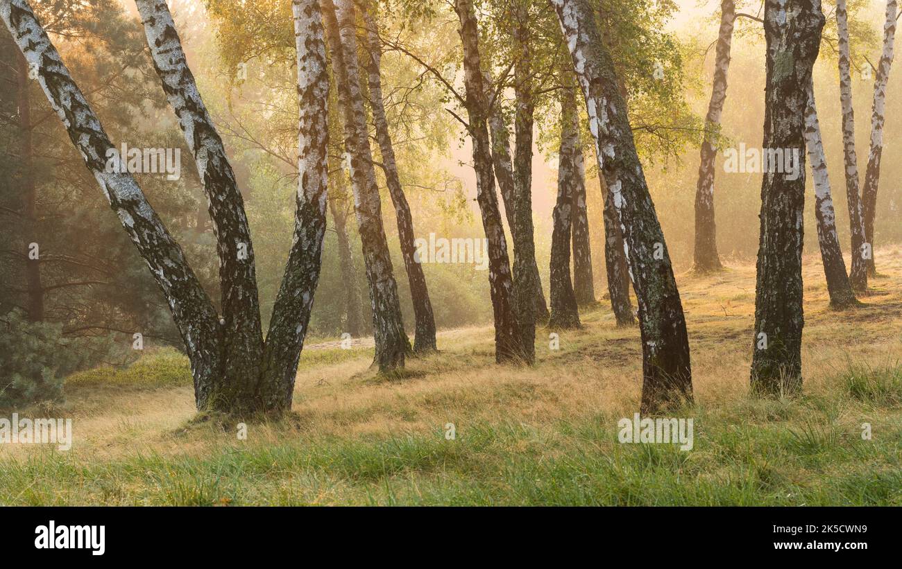 bouleau grove dans le Heide Oberoher, matin humeur, commune Faßberg ...