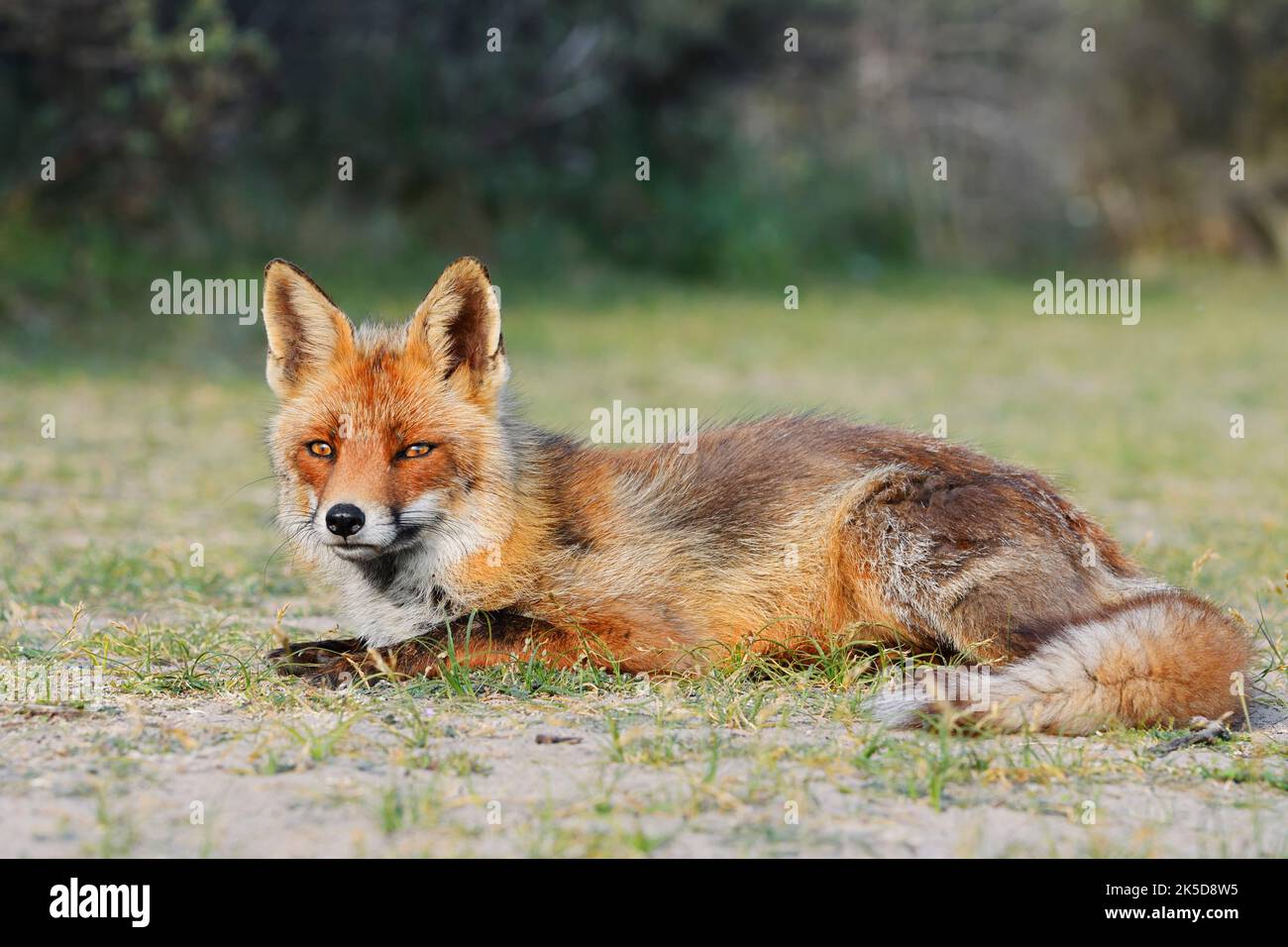 Renard roux couché Banque de photographies et d’images à haute ...