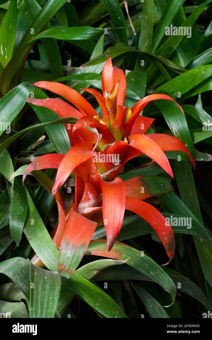 Guzmania osyana Banque de photographies et d’images à haute résolution ...