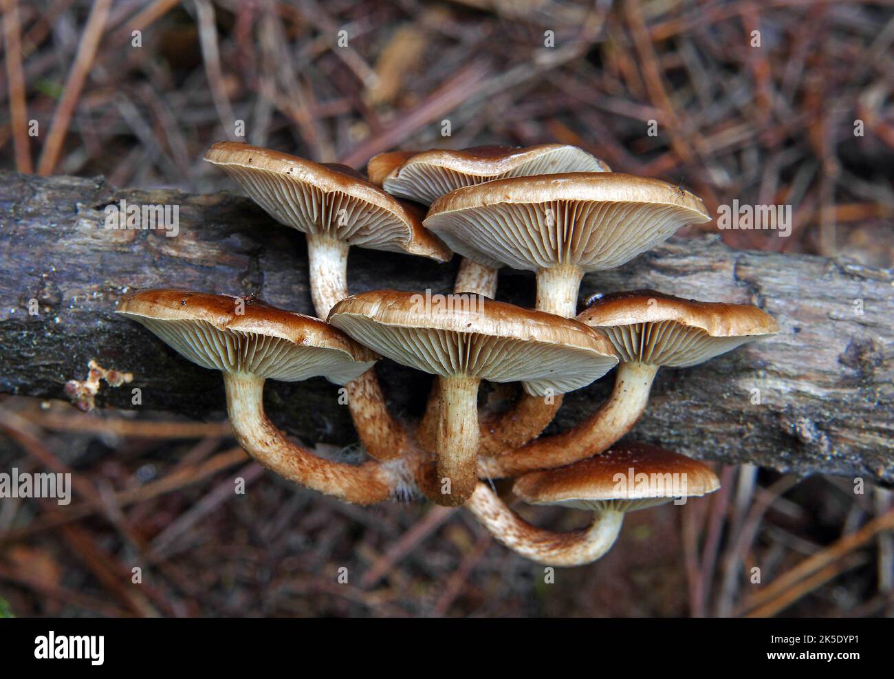 Saprobic fungi Banque de photographies et d’images à haute résolution ...