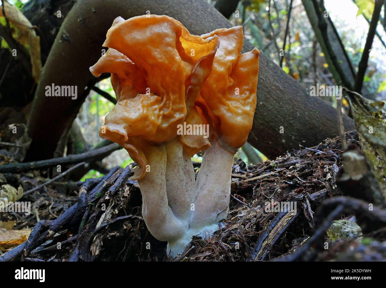 Gyromitra tasmanica. Le morel faux sud est une famille de champignons ...