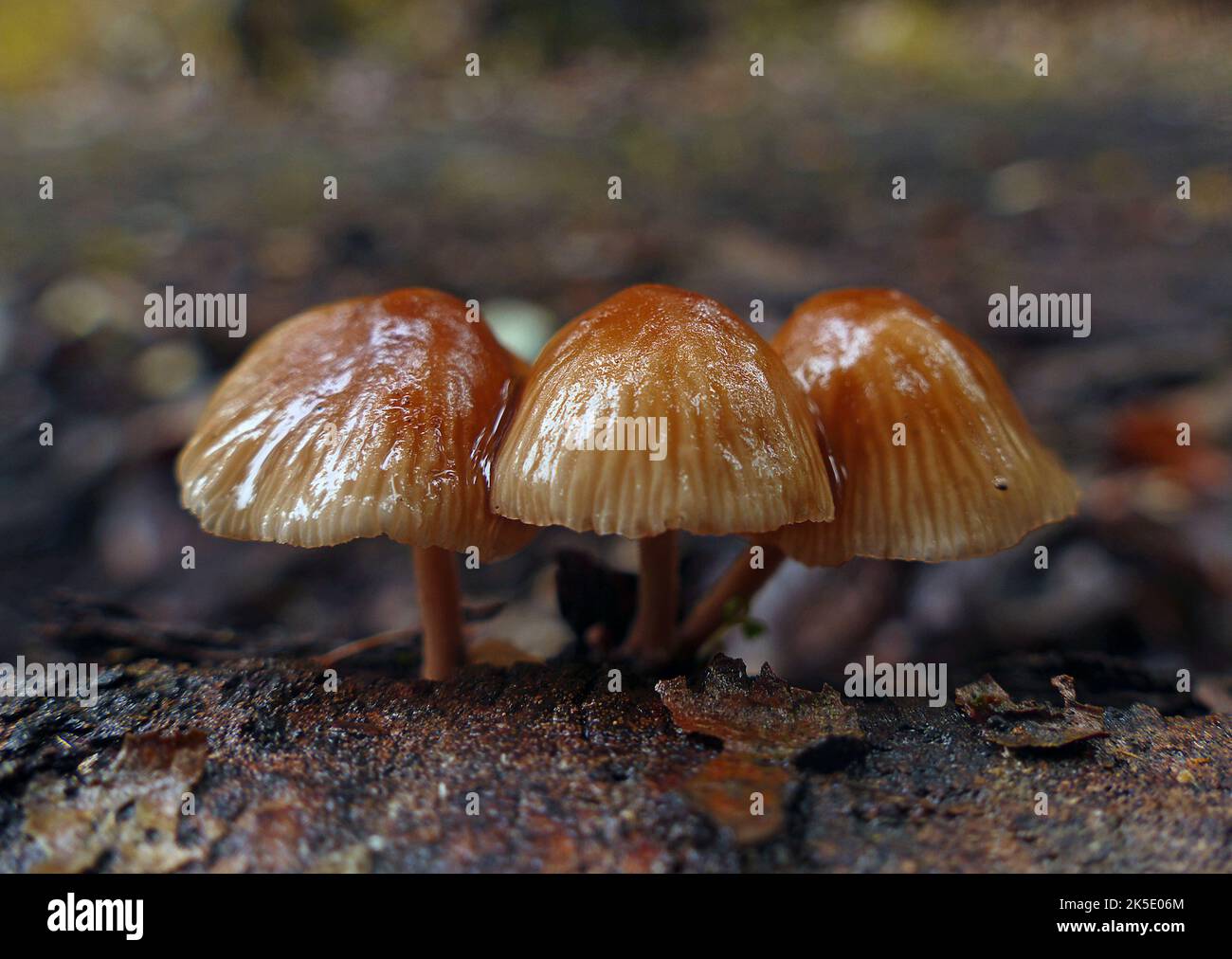 Mycena est un grand genre de petits champignons saprotrophes qui sont ...