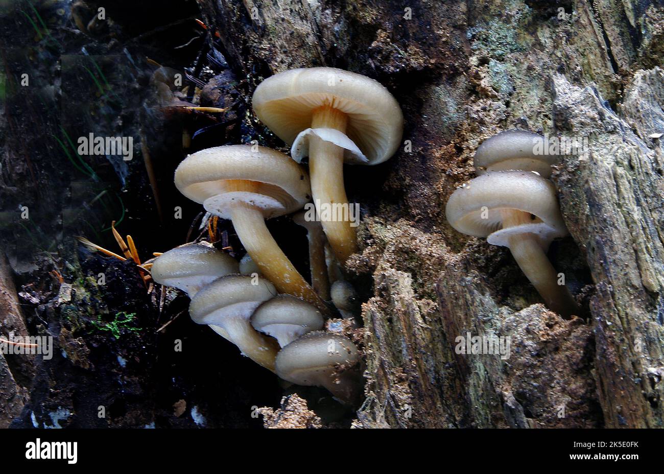 Champignon formant des champignons Banque de photographies et d’images ...