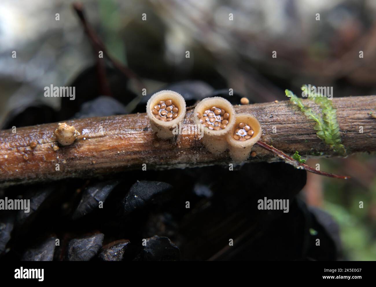 Les Nidulariaceae ('nidulus' - petit nid) sont une famille de ...