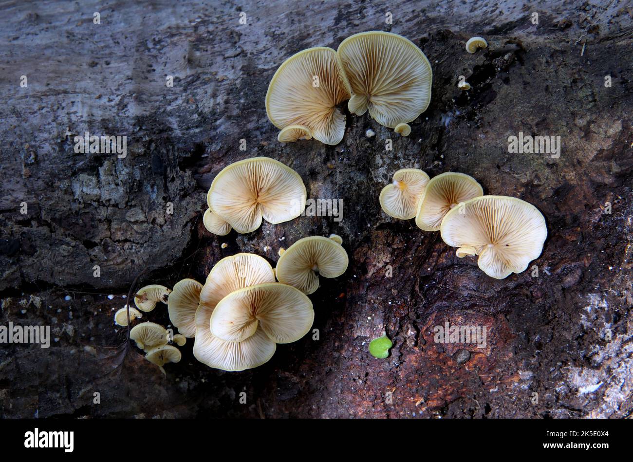 Crepidotus versutus, communément appelé agaric évasif, est une espèce ...