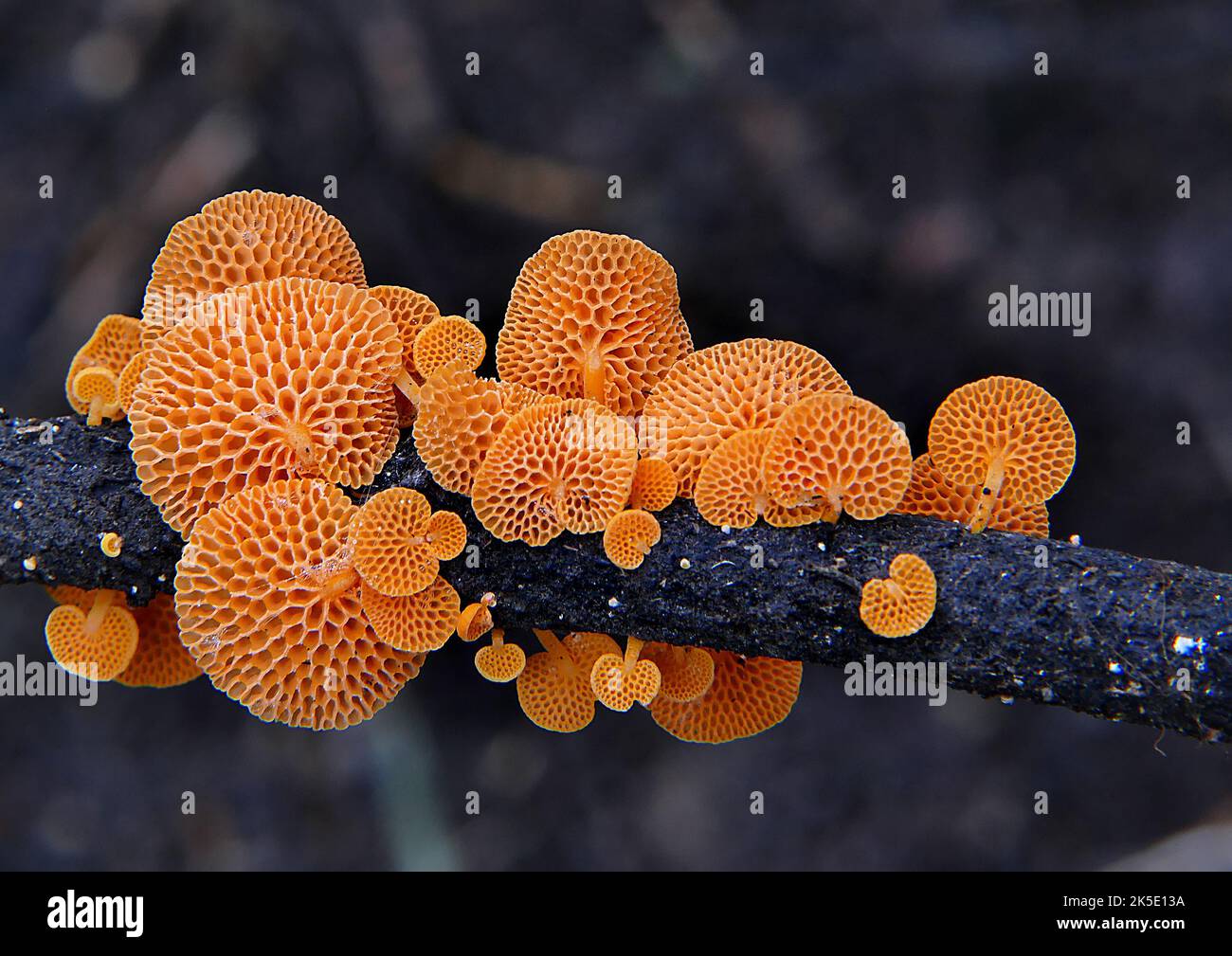 Favolaschia calocera, communément appelé champignon à pores orange, est ...