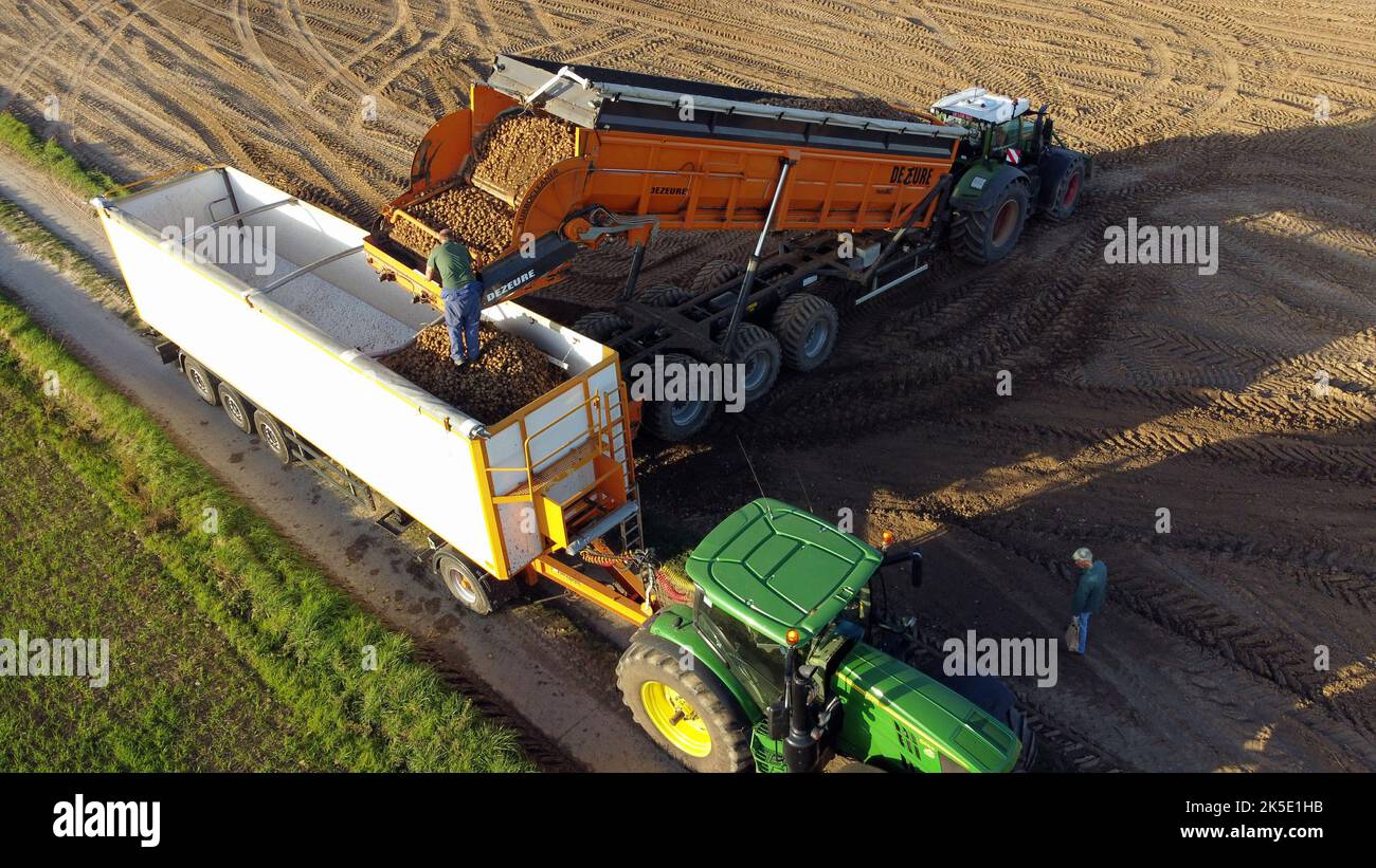 Lincent, Belgique. 07th octobre 2022. La récolte de pommes de terre à ...