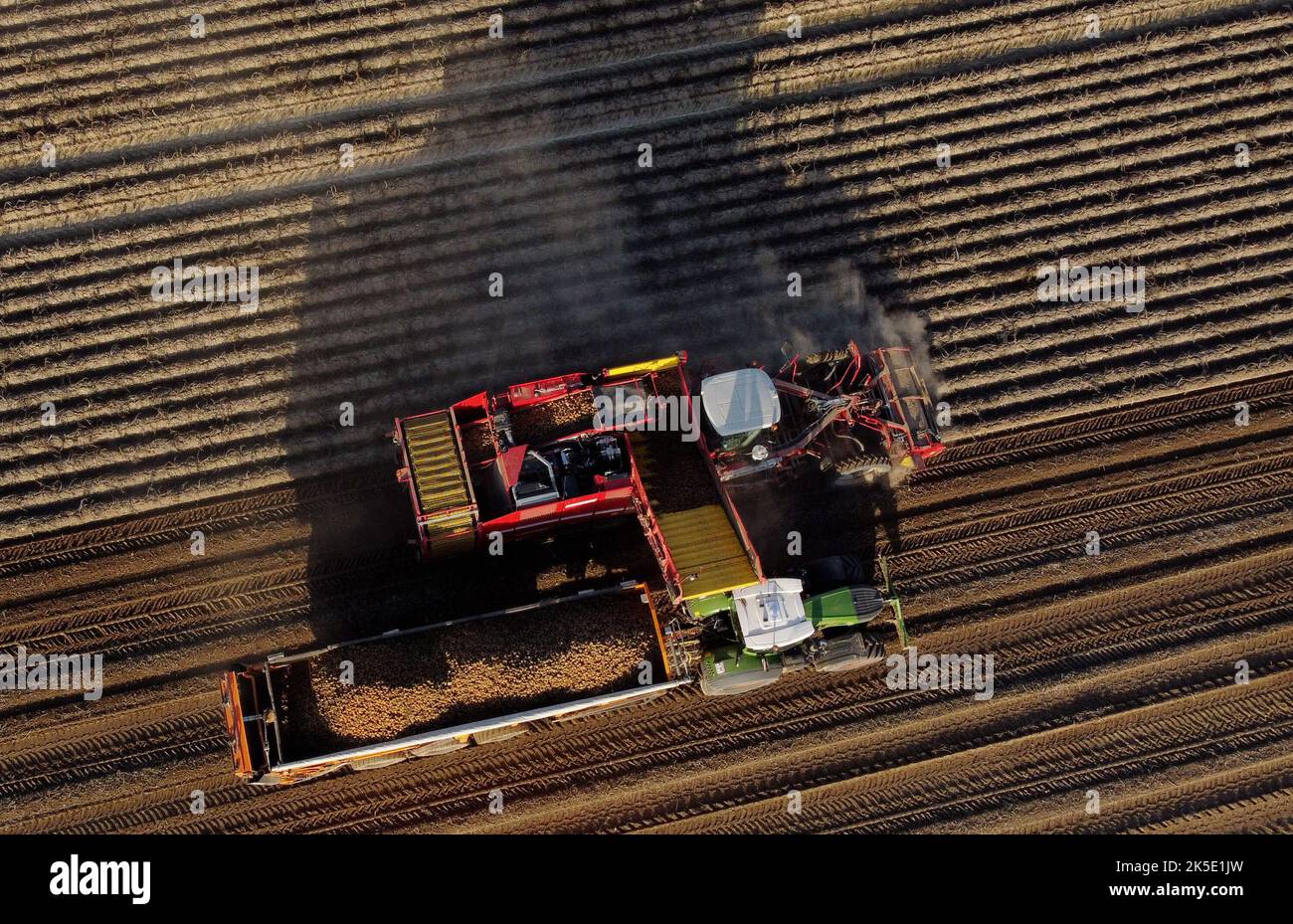 Lincent, Belgique. 07th octobre 2022. La récolte de pommes de terre à ...