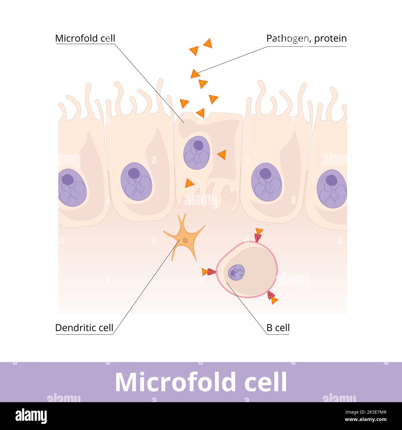 Intestin grêle histologie Banque d'images vectorielles - Alamy