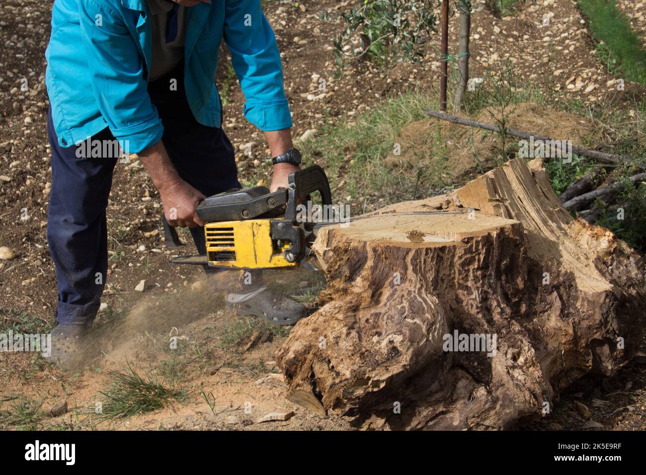 Homme âgé qui, avec une tronçonneuse, hache une bûche de bois pour ...