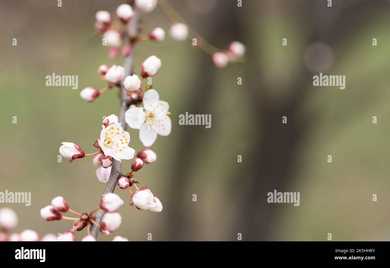 Cerisiers en fleurs. Bourgeons de fleurs denses et premières fleurs d ...