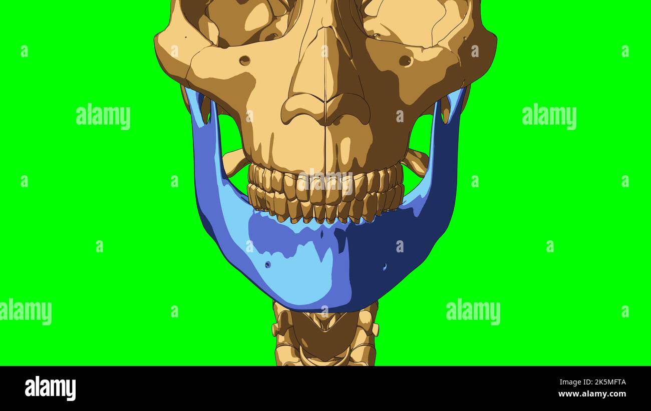 Anatomie du squelette humain os mandibule pour l'illustration médicale ...