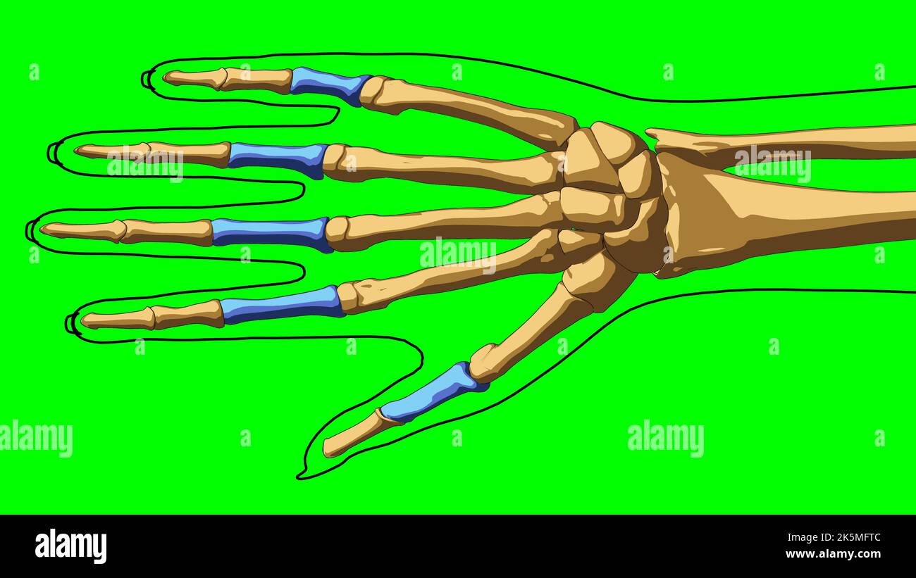 Anatomie du squelette humain phalanges proximales os pour le concept ...