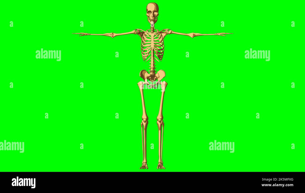 Anatomie du squelette humain pour l'illustration du concept médical 3D ...