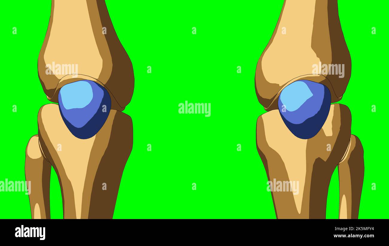 Squelette humain anatomie osseuse de rotule pour l'illustration ...