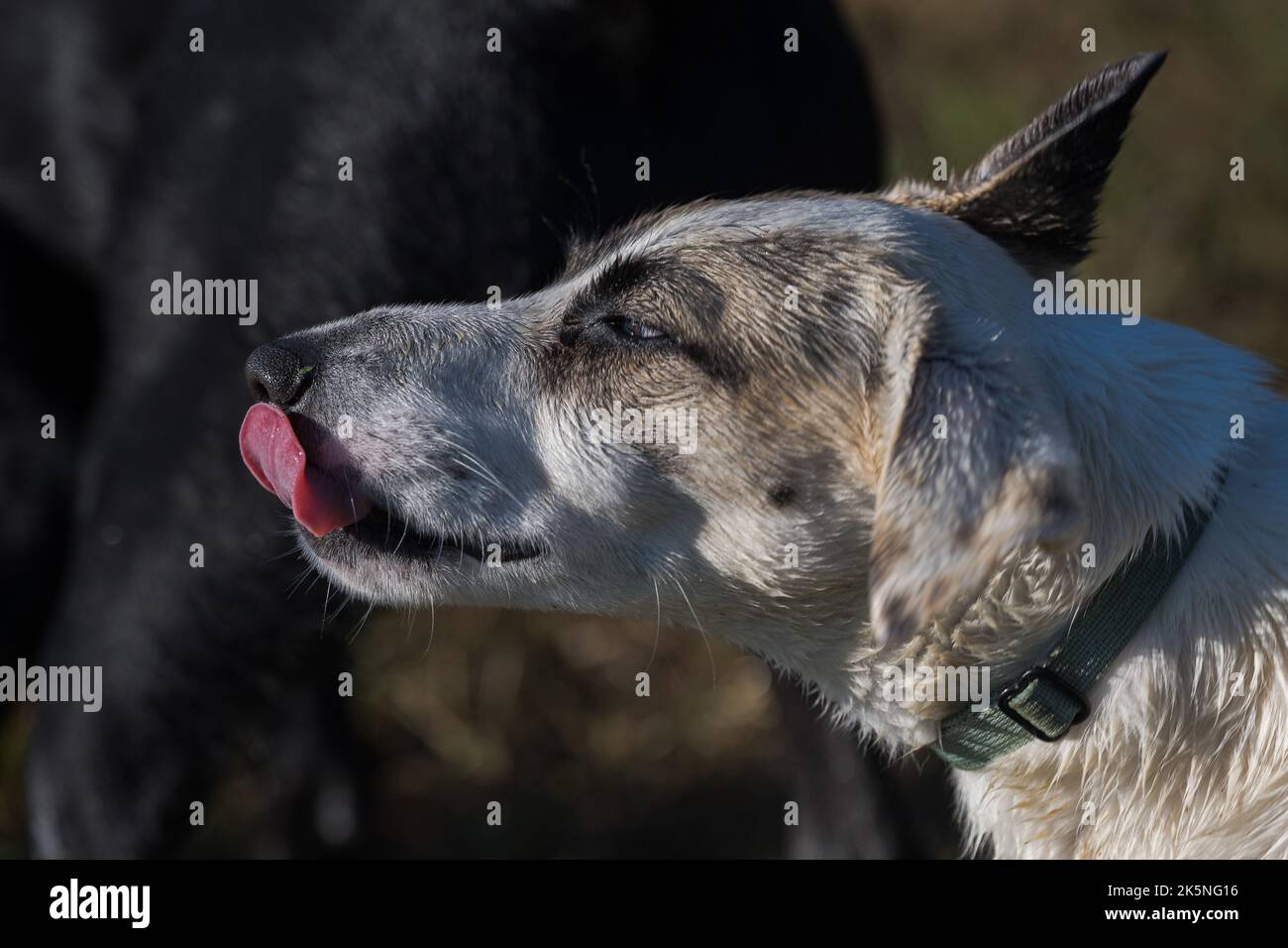 Chien qui colle Banque de photographies et d’images à haute résolution ...