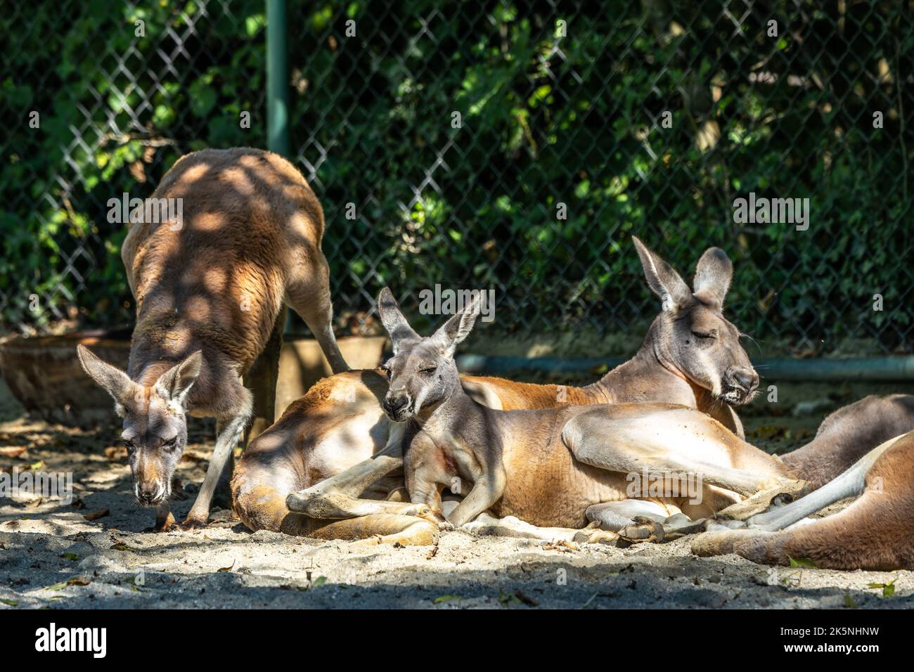 Le kangourou rouge, Macropus rufus est le plus grand de tous les ...