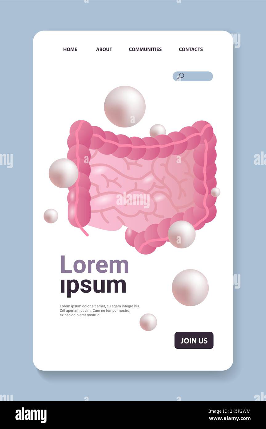 système digestif du gros et du petit intestin humain anatomie du ...