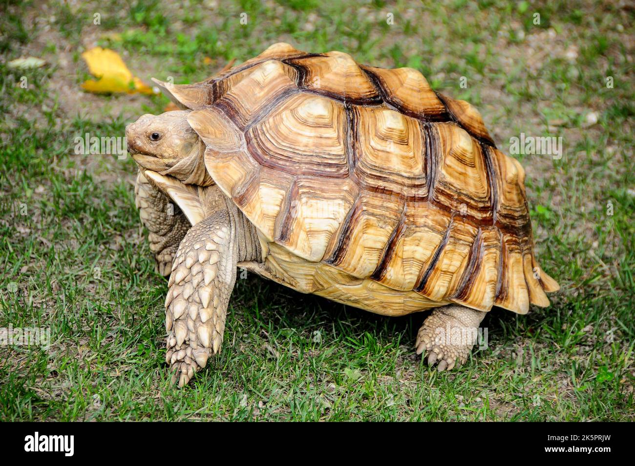 Tortue de dessin animé isolé aquatique Banque de photographies et d ...