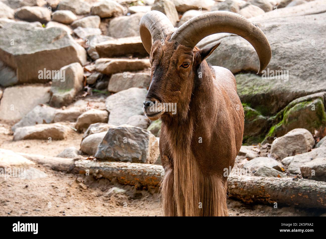 Dessin chevre et brebis noir et blanc Banque de photographies et d ...