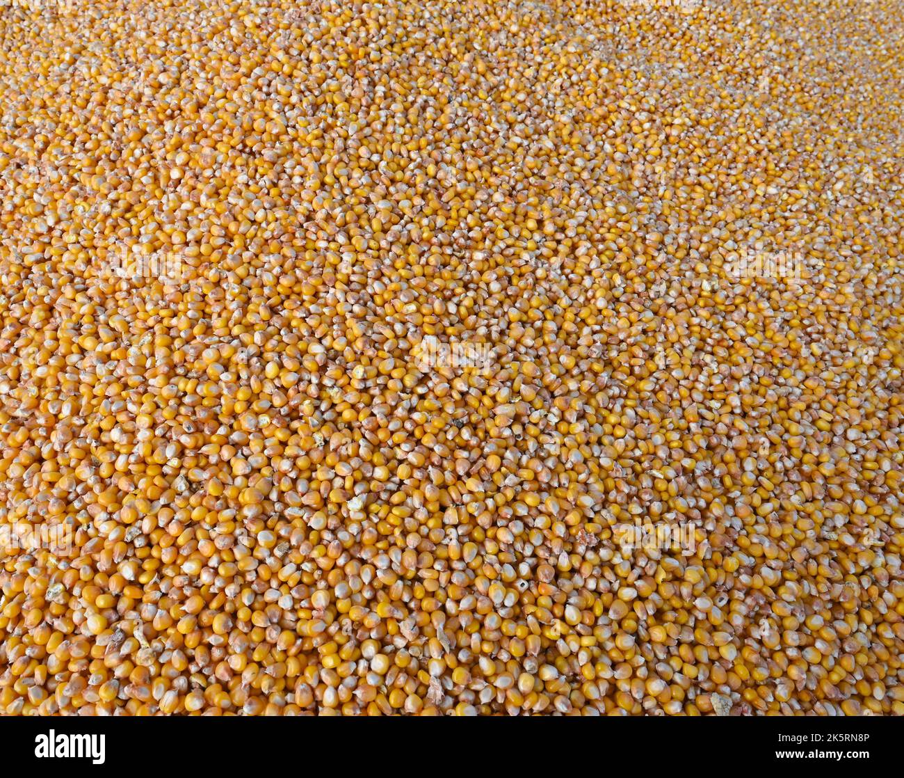 Malnow, Allemagne. 08th octobre 2022. Les grains de maïs fraîchement ...