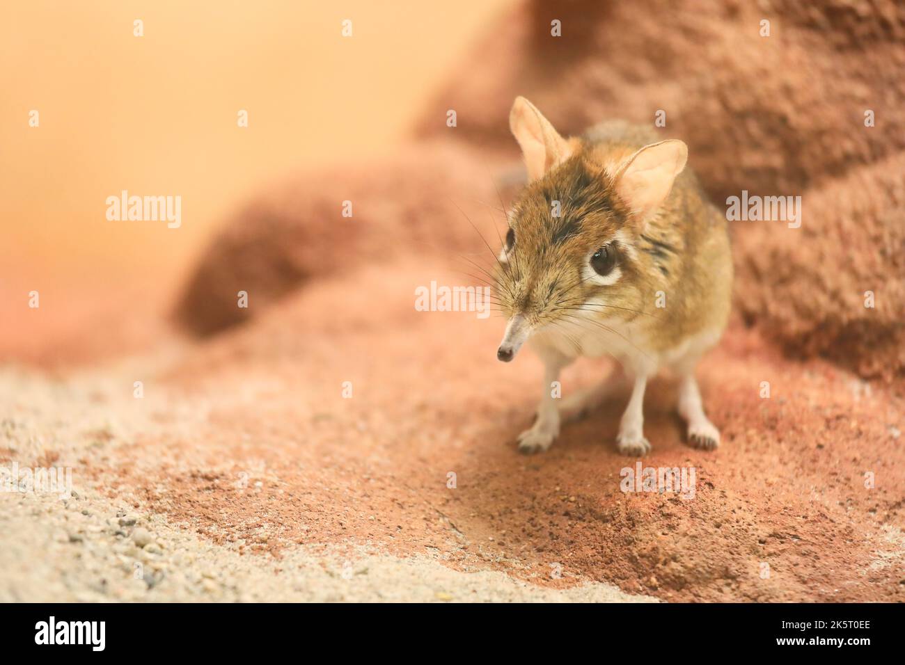 Musaraignes d'éléphant Banque de photographies et d’images à haute ...