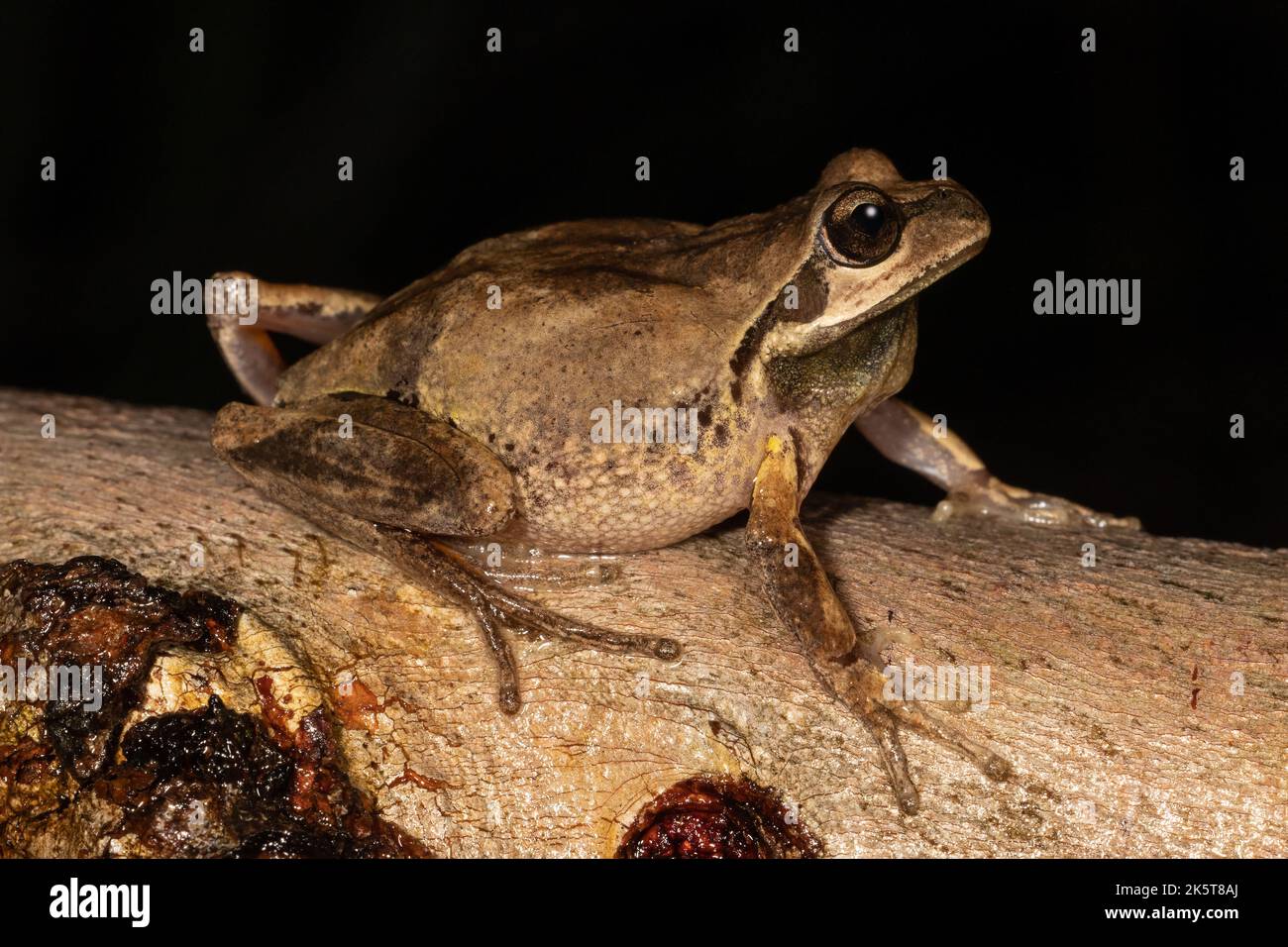 Whistling tree frog Banque de photographies et d’images à haute ...