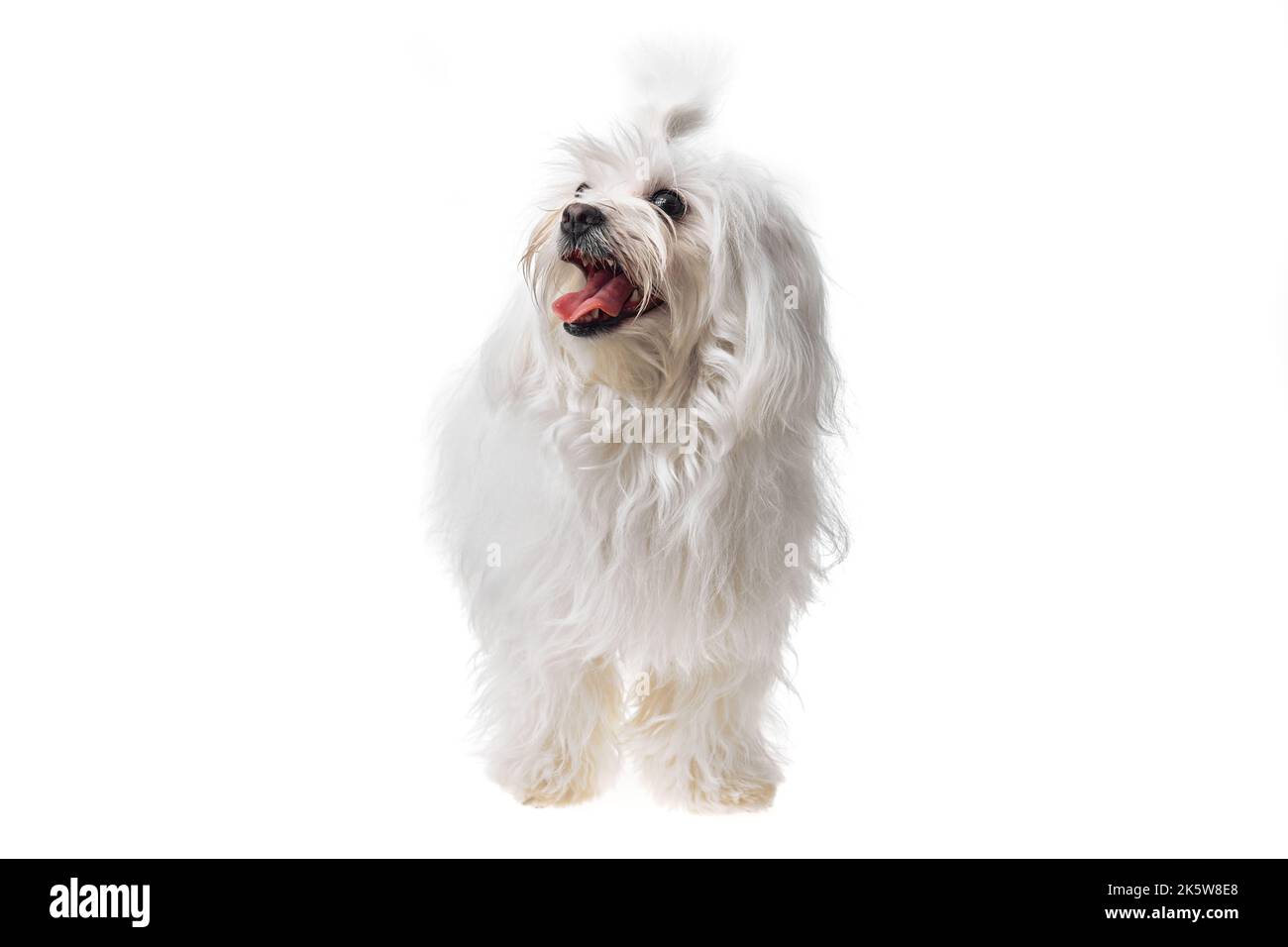 Bicon maltais Banque de photographies et d’images à haute résolution ...