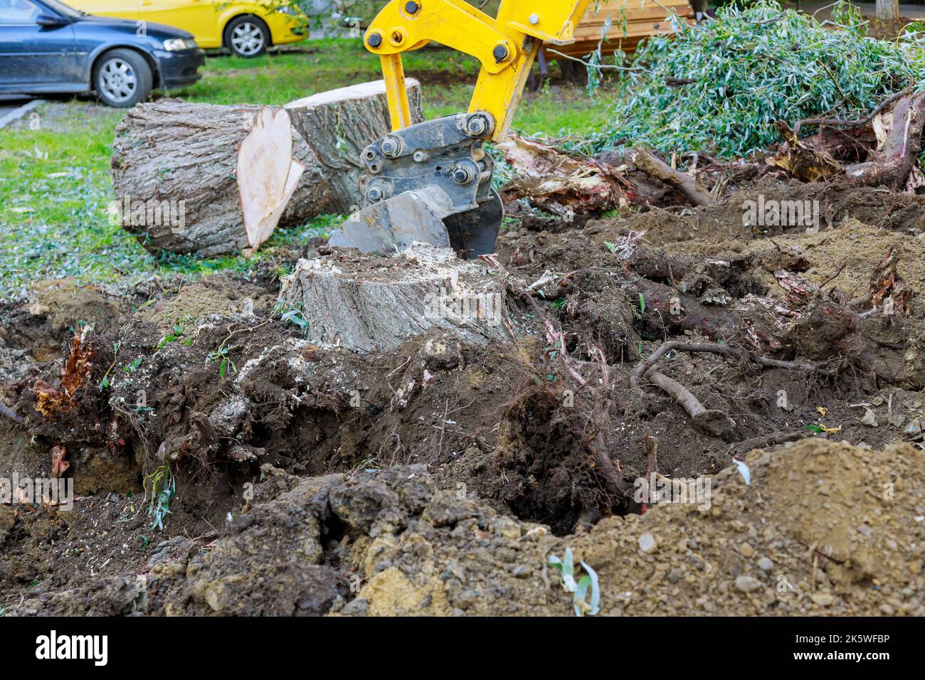 Remove tree Banque de photographies et d’images à haute résolution - Alamy