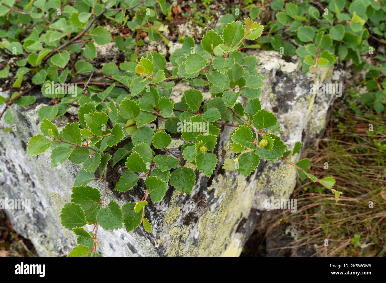Betula pubescens ssp czerepanovii var appressa Banque de photographies ...