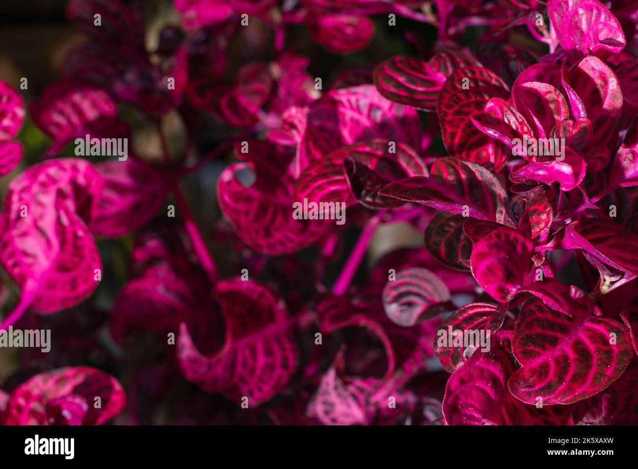 plante à feuilles rouges couramment utilisée pour décorer les jardins ...