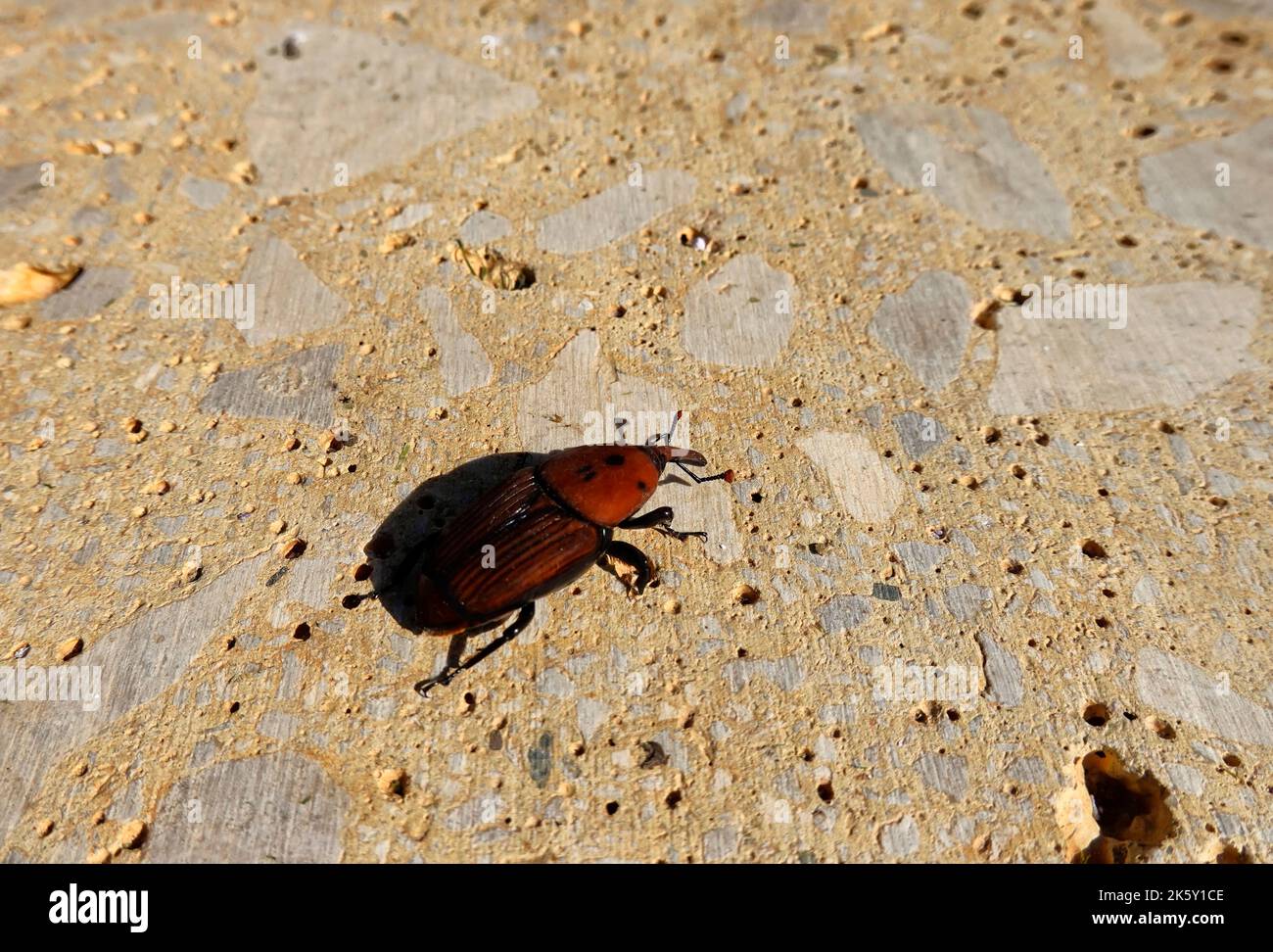 Le charançon du palmier Rhynchophorus ferrugineus est l'une des deux ...