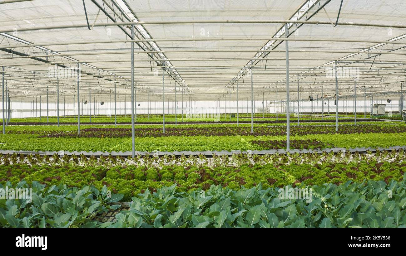 Des rangées de différents types de laitue et de légumes biologiques ...