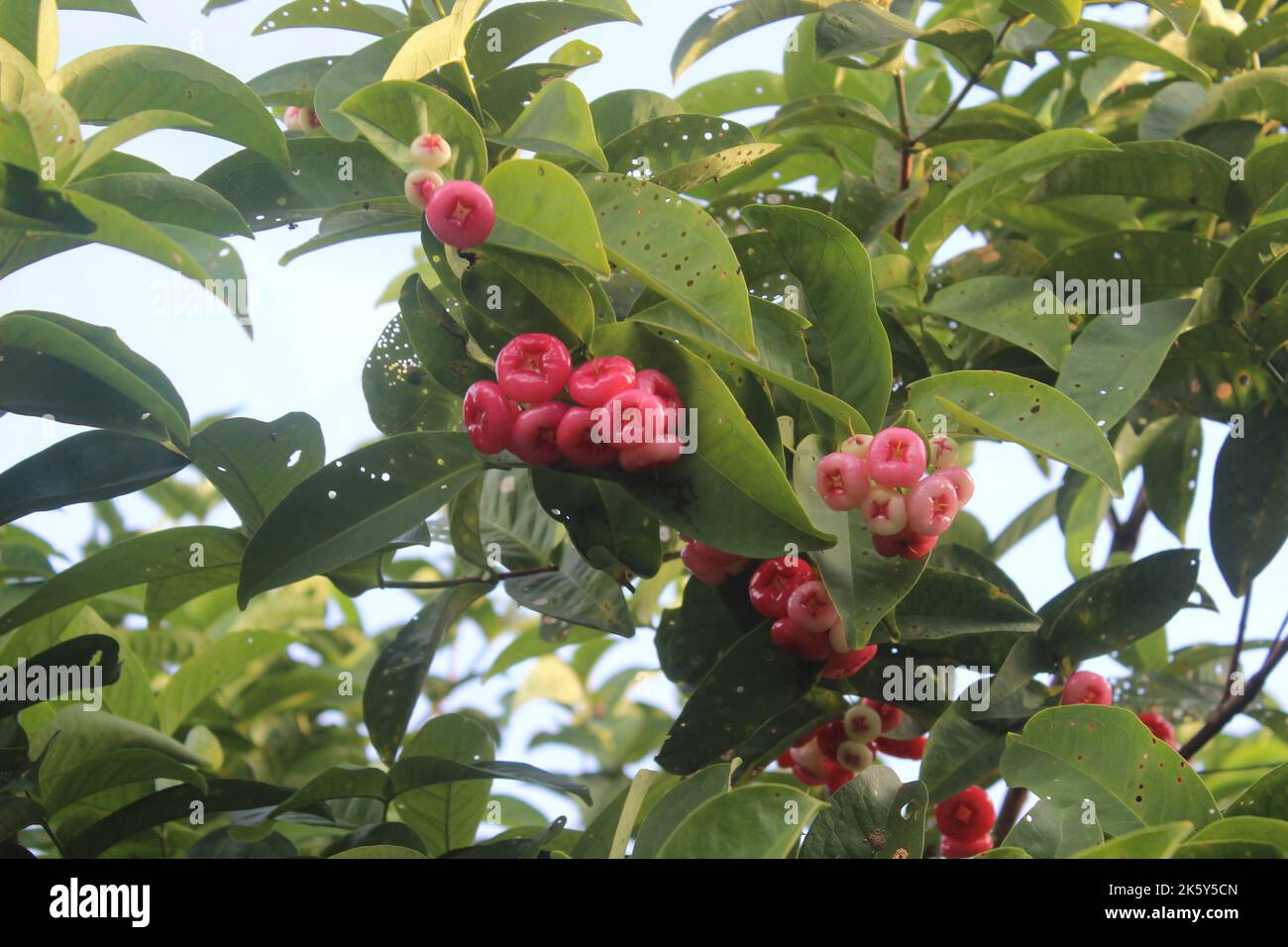 Fruit red guava tree Banque de photographies et d’images à haute ...