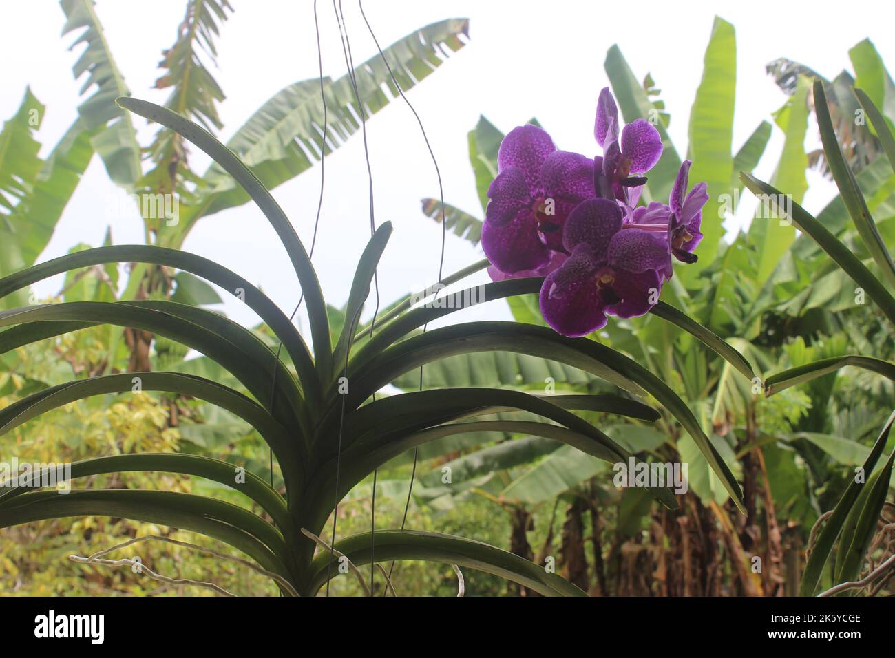 Foyer sélectif de belles fleurs d'orchidées Vanda pure WAX Blue 'PLE ...