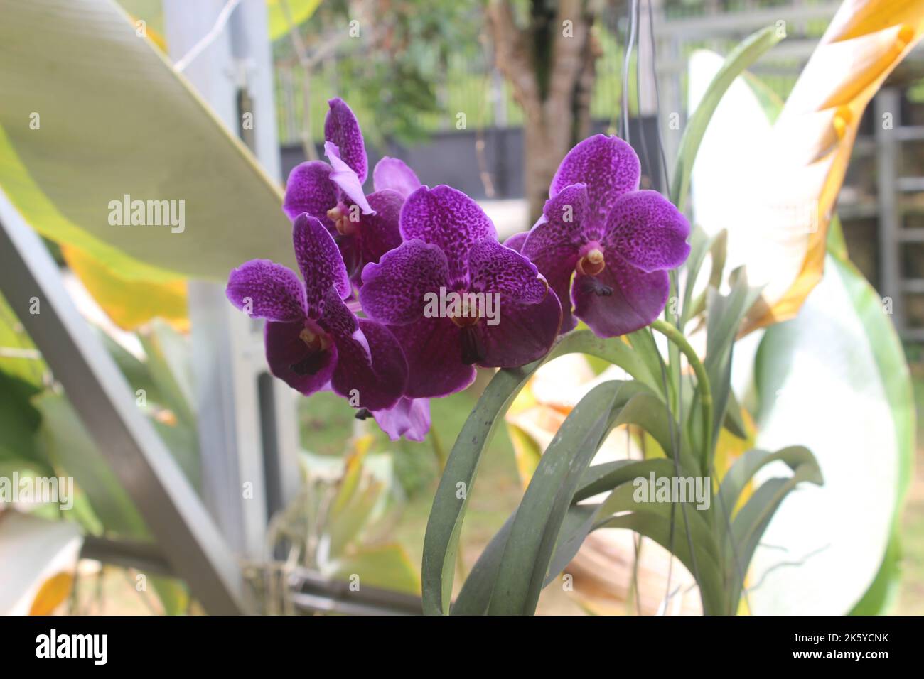 Foyer sélectif de belles fleurs d'orchidées Vanda pure WAX Blue 'PLE ...