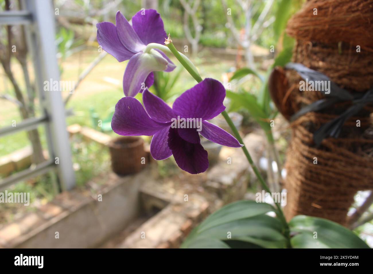 Foyer sélectif de belles fleurs d'orchidées de lara pourpre dans le ...
