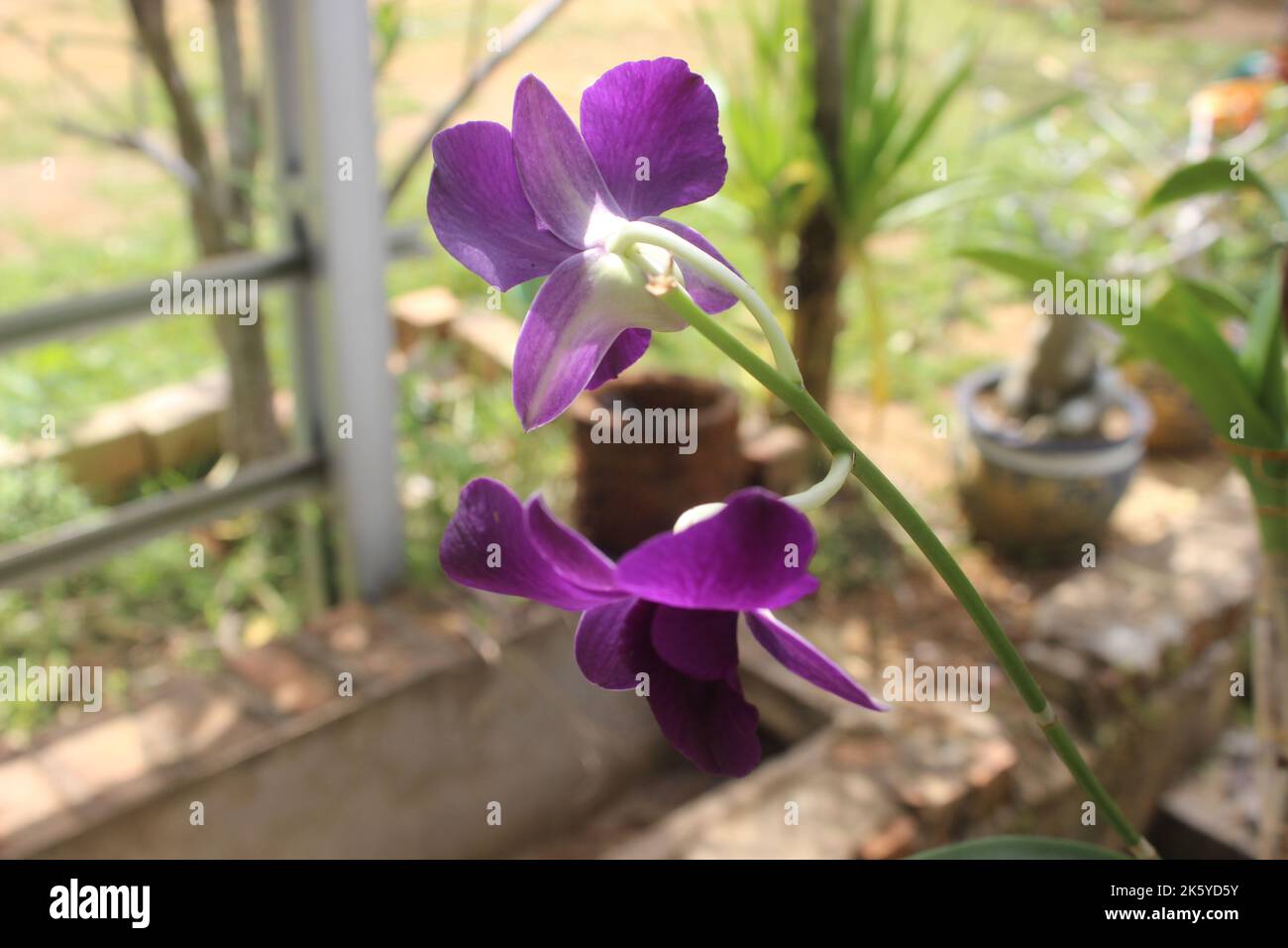 Foyer sélectif de belles fleurs d'orchidées de lara pourpre dans le ...