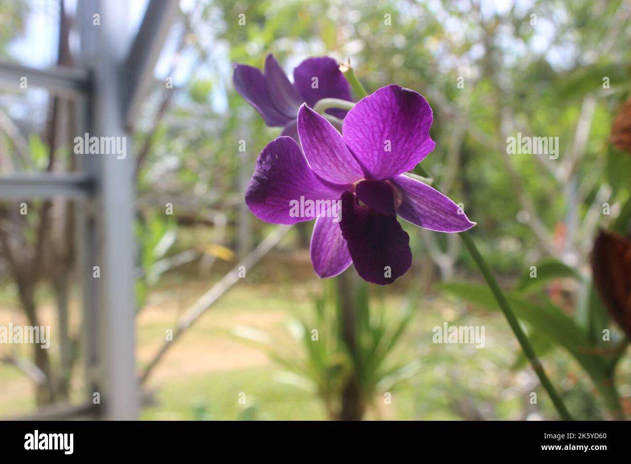 Foyer sélectif de belles fleurs d'orchidées de lara pourpre dans le ...
