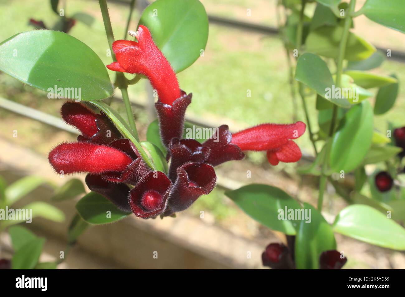 Aeschynanthus poulcher Banque de photographies et d’images à haute résolution - Alamy