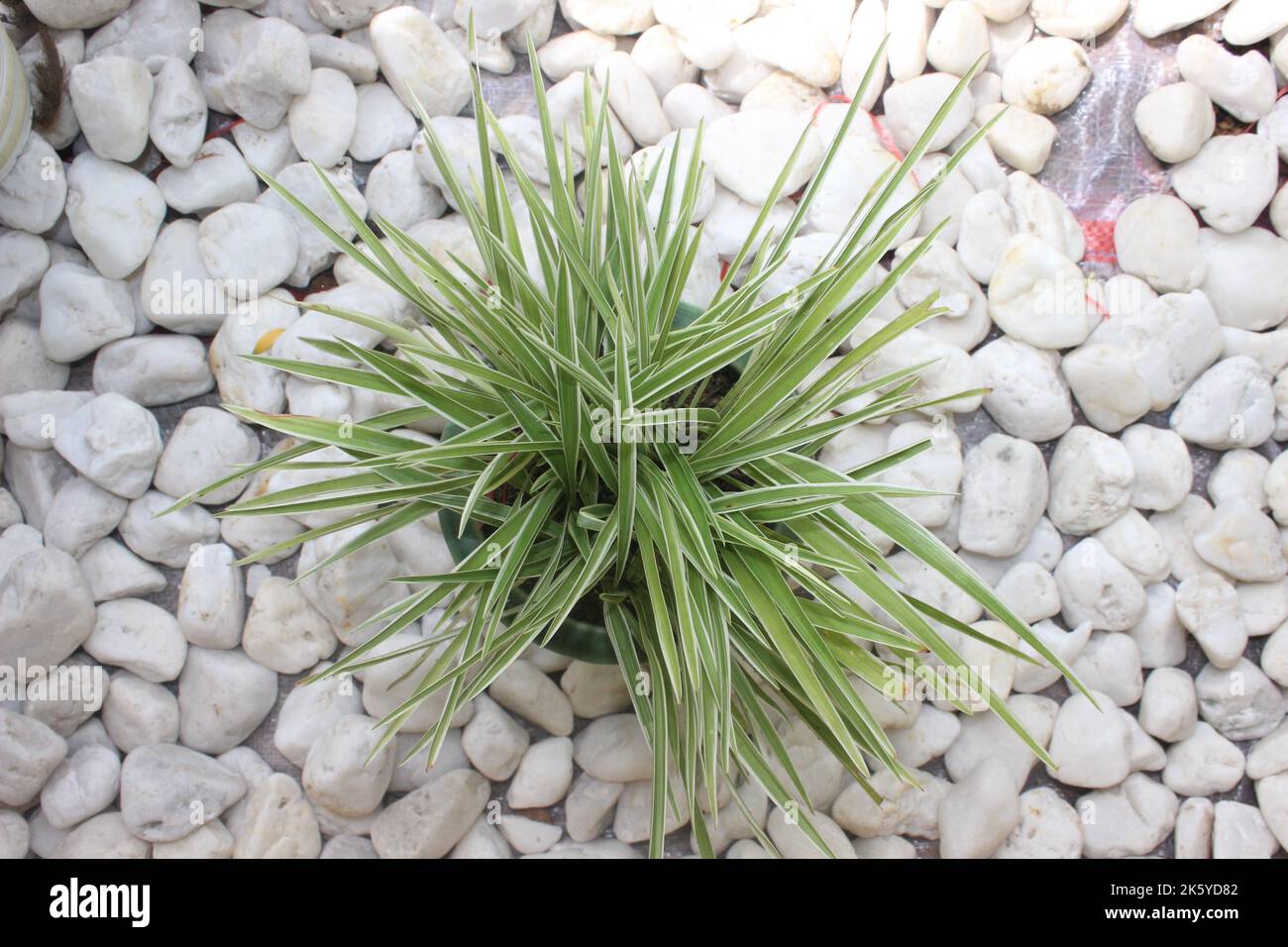 La beauté des plantes ornementales des nénuphars de paris sur fond de ...