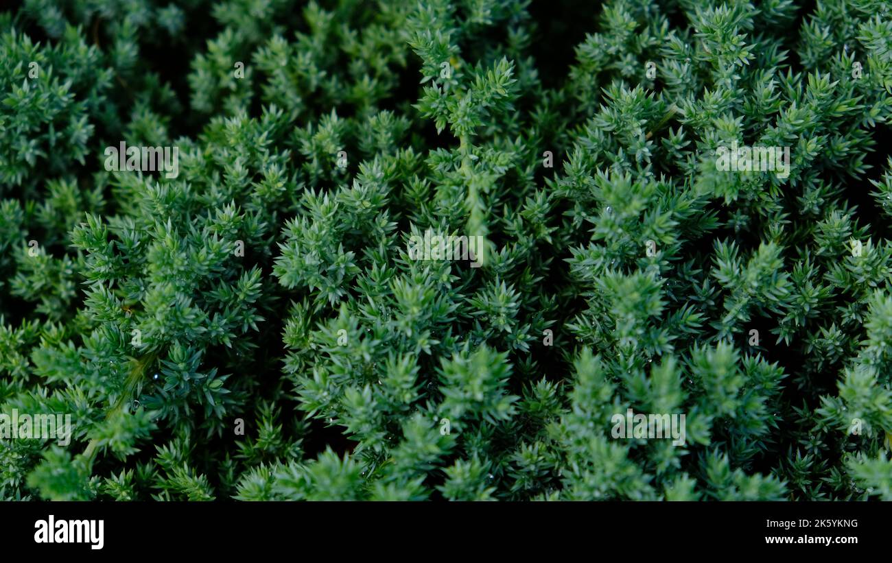Jardin japonais avec juniperus Banque de photographies et d’images à ...