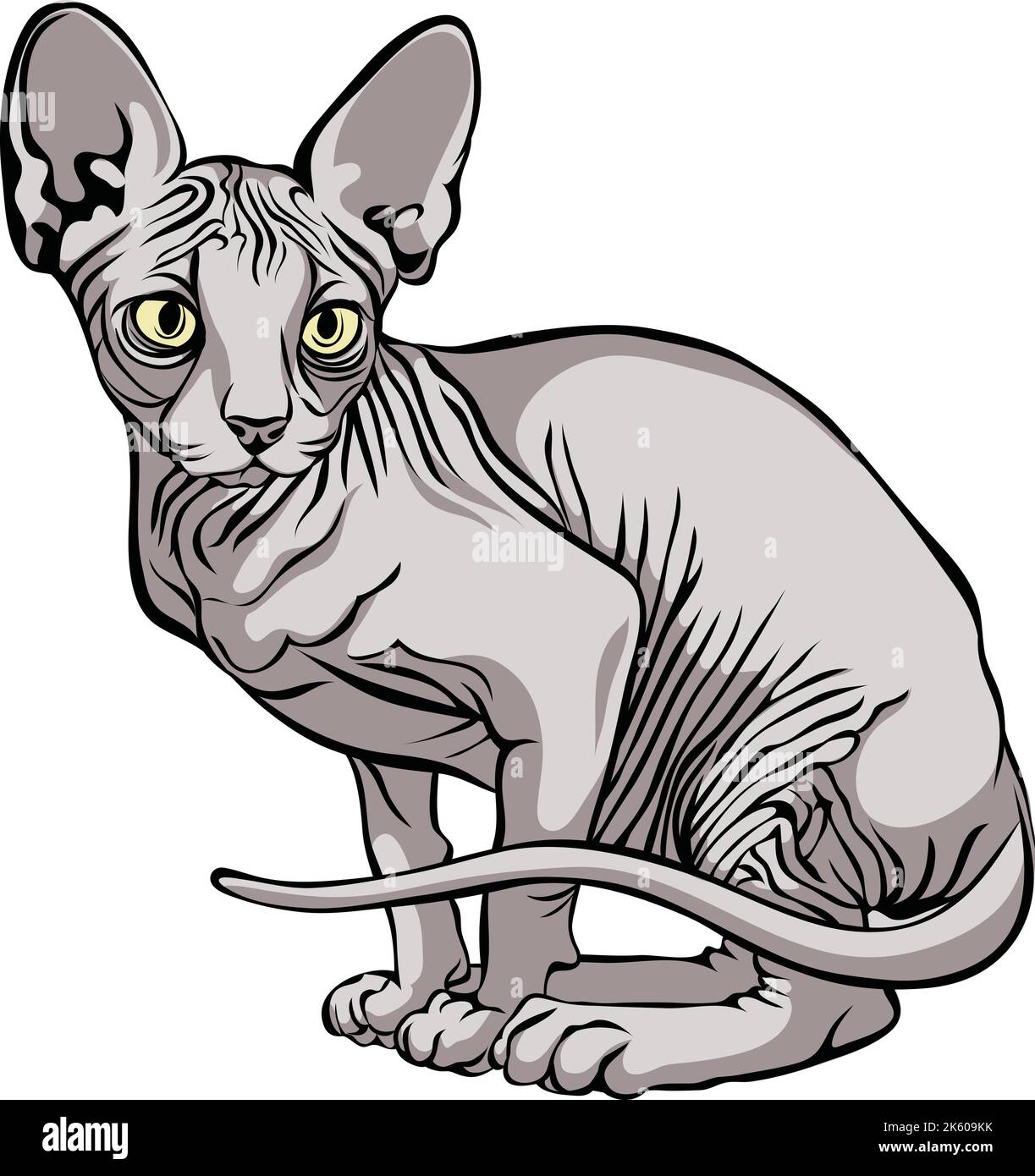 Image d'un chat, chat Sphynx, portrait, illustration, ensemble, couleur ...