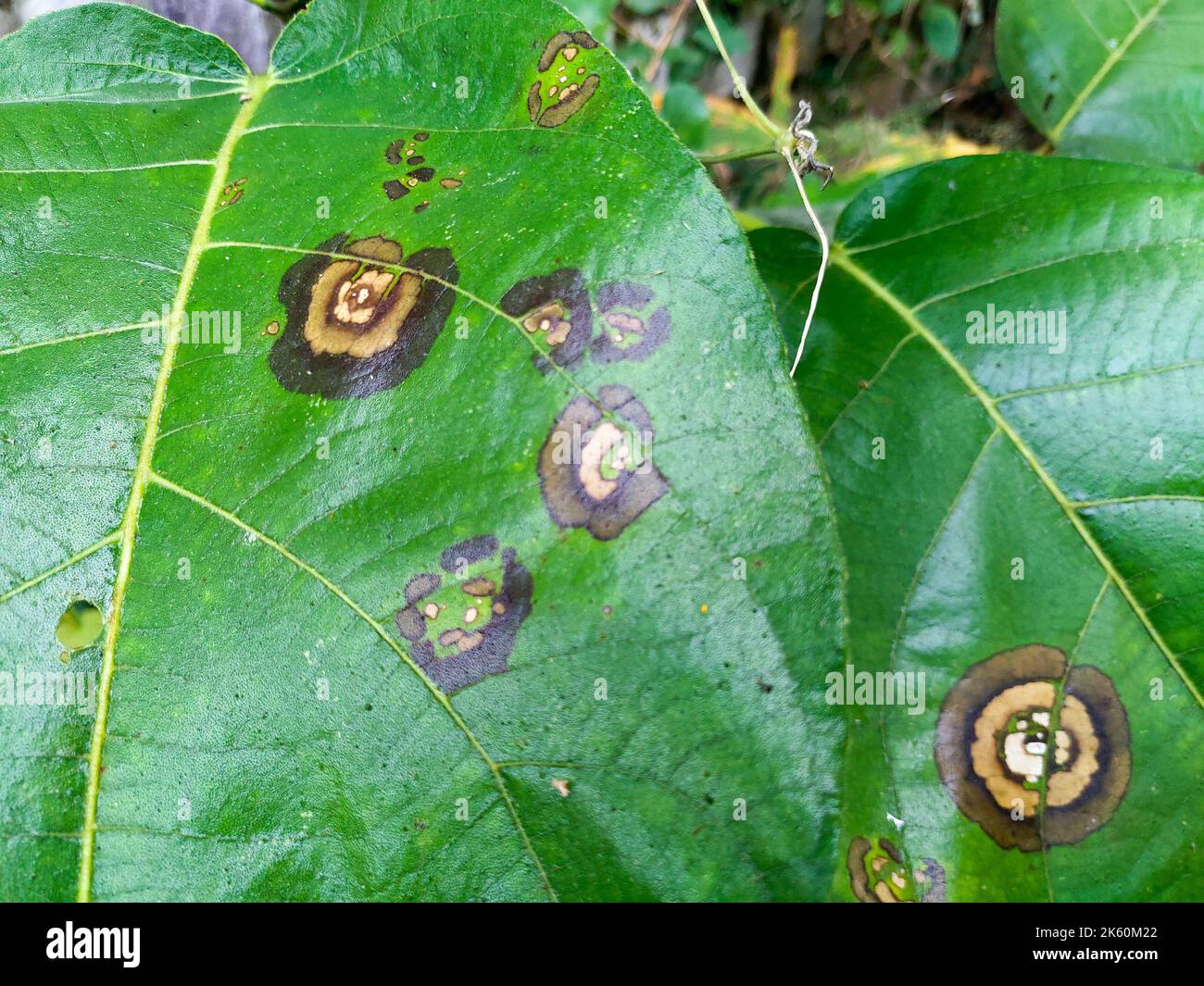 Maladies des plantes. Tache foliaire causée par des espèces de ...