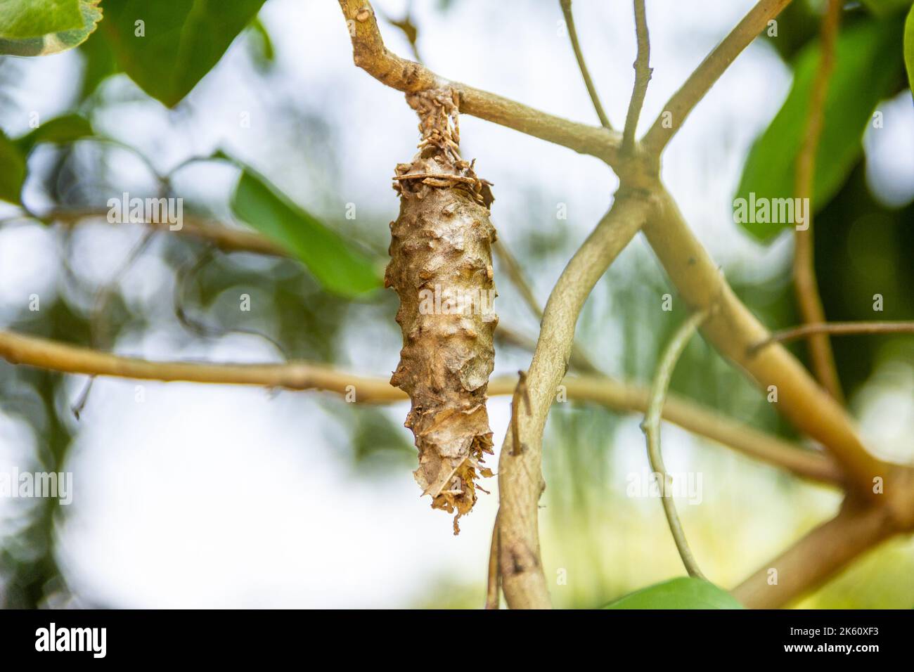 Goias, Brésil – 09 octobre 2022 : un cocon d'insecte suspendu d'une ...