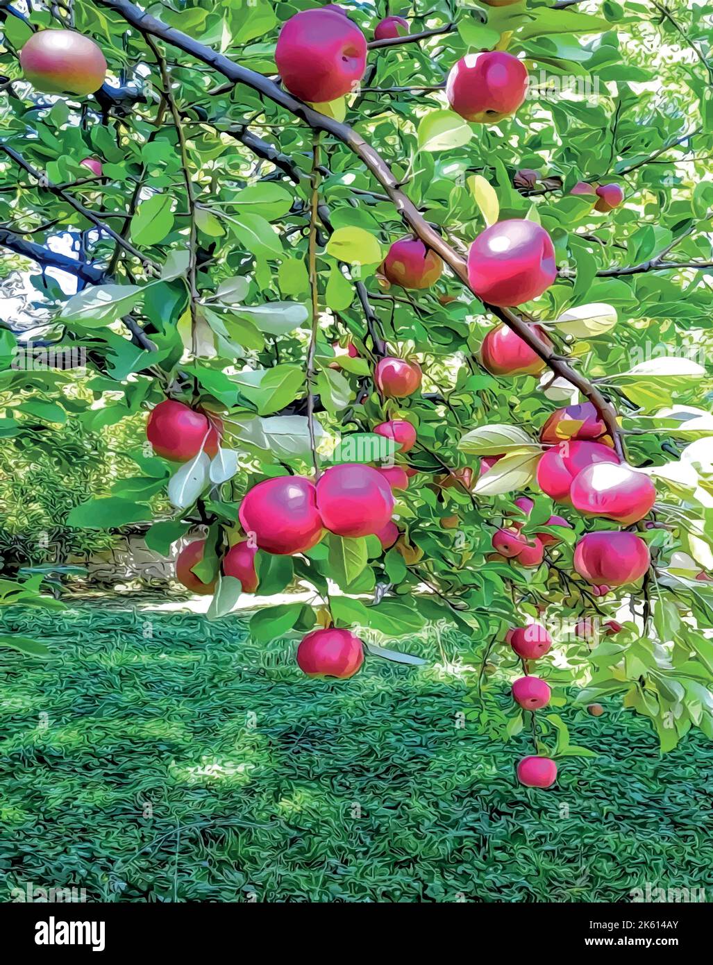 Pommes qui poussent sur un arbre Banque d'images vectorielles - Alamy