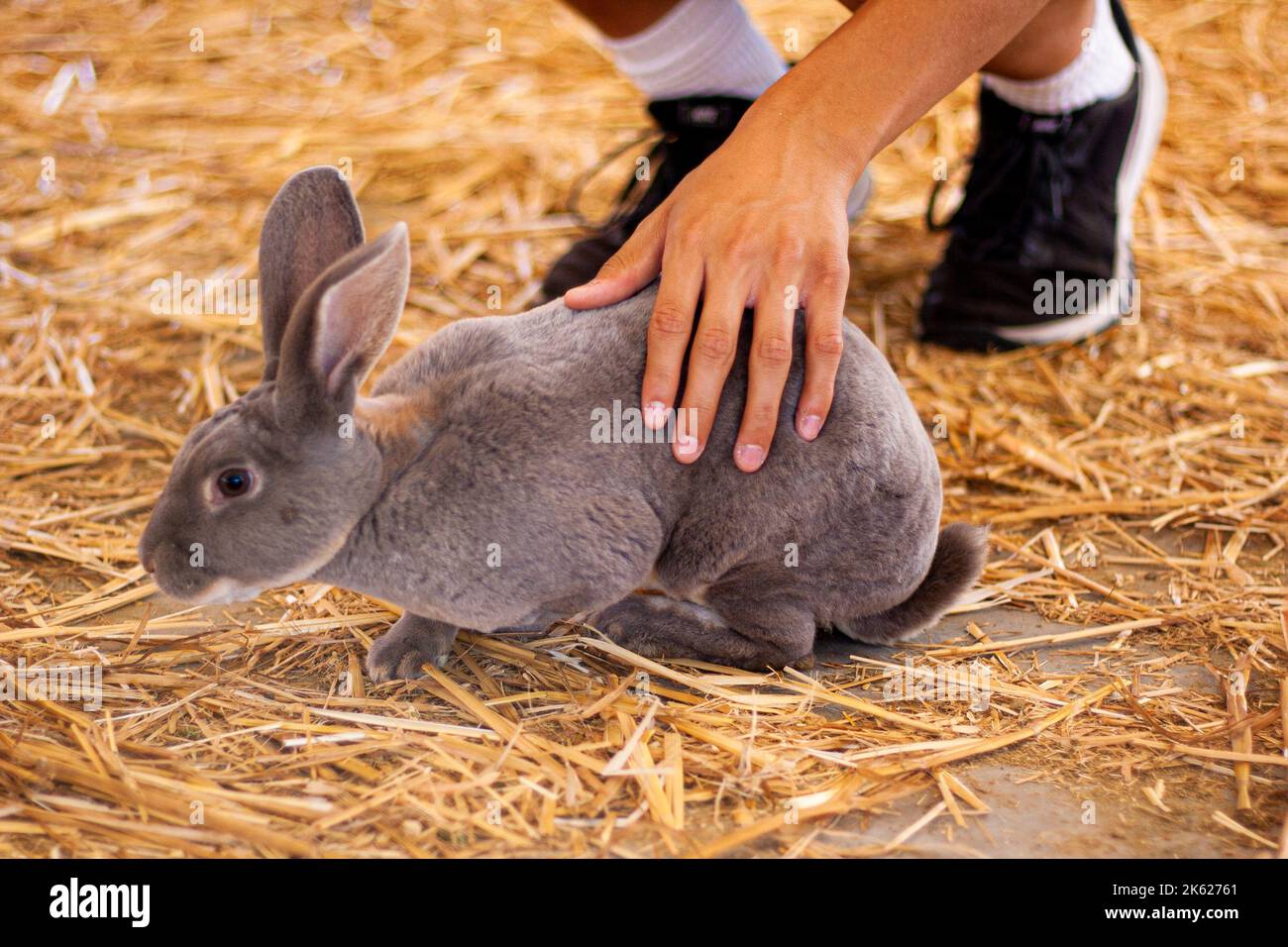 Rabbit farm zoo Banque de photographies et d’images à haute résolution - Alamy