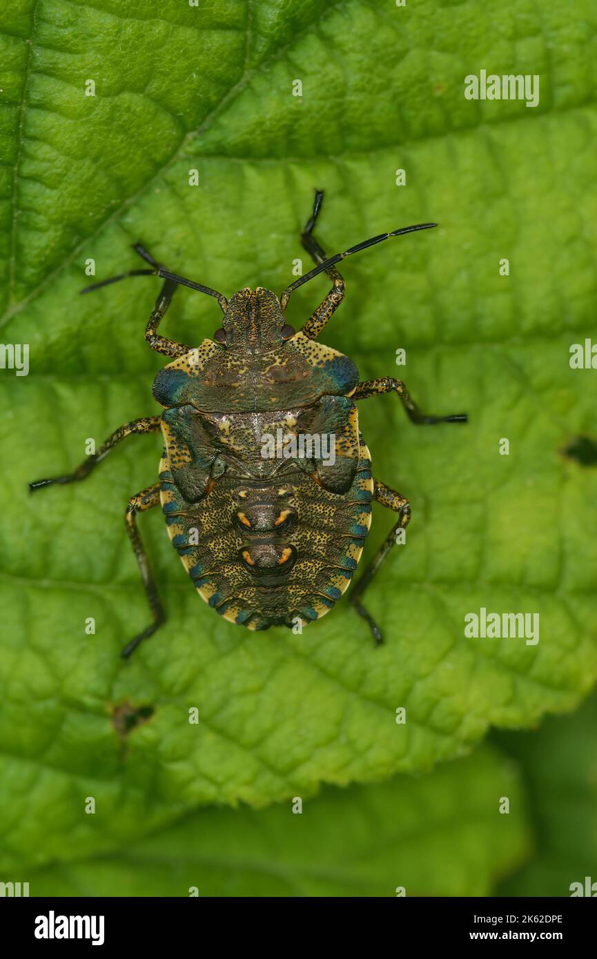 Gros plan sur une nymphe brune de l'insecte de protection de la forêt ...